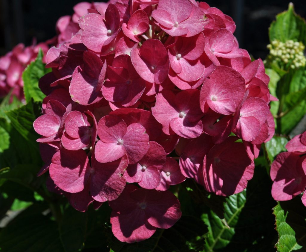 Hydrangea macrophylla 'Nikko Blue' / Nikko Blue Hydrangea - Hima Nursery