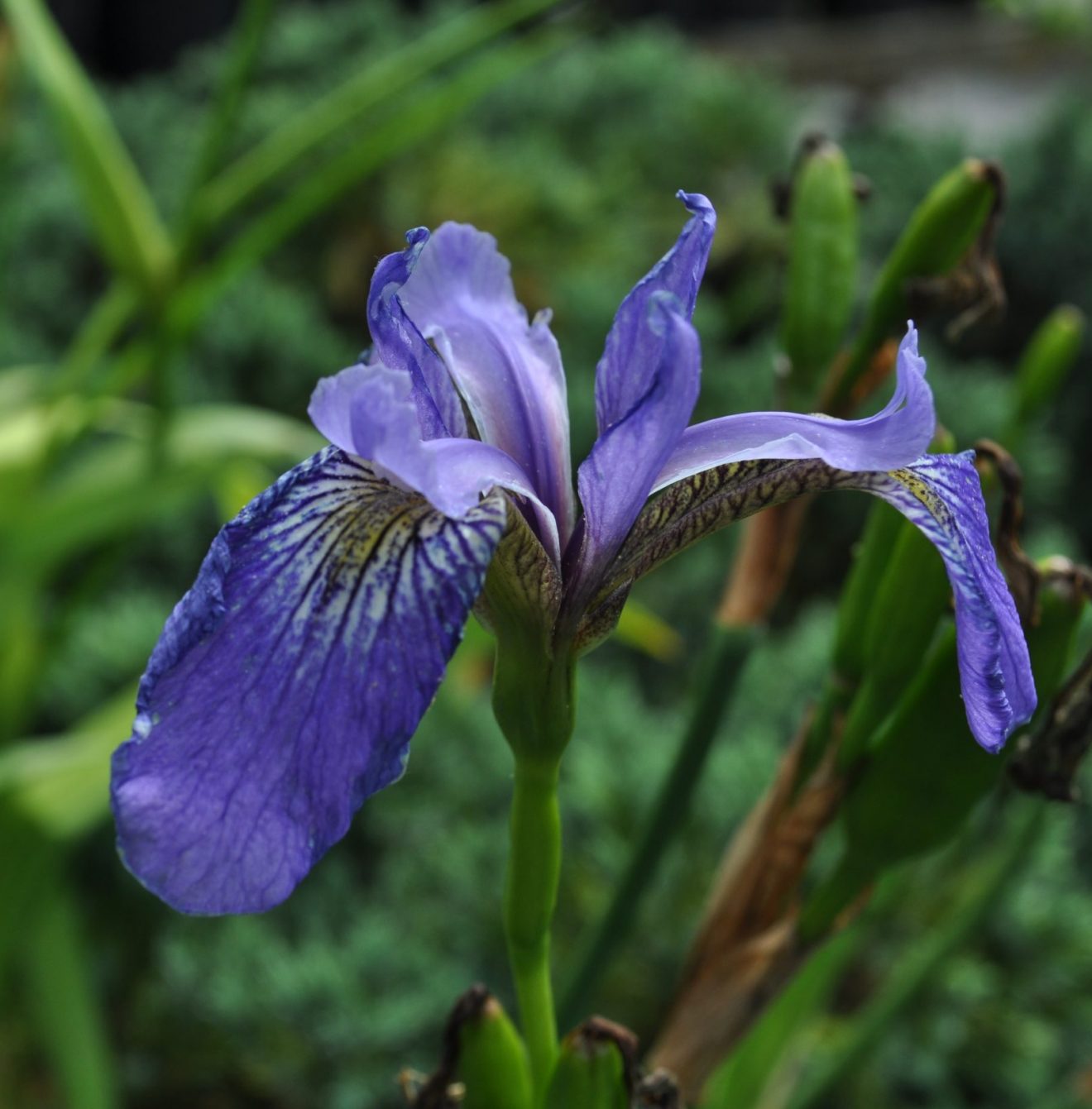 Iris versicolor / Blue Flag Iris - Hima Nursery