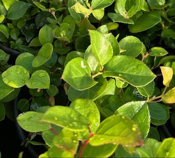 Gaultheria shallon / Salal - Hima Nursery