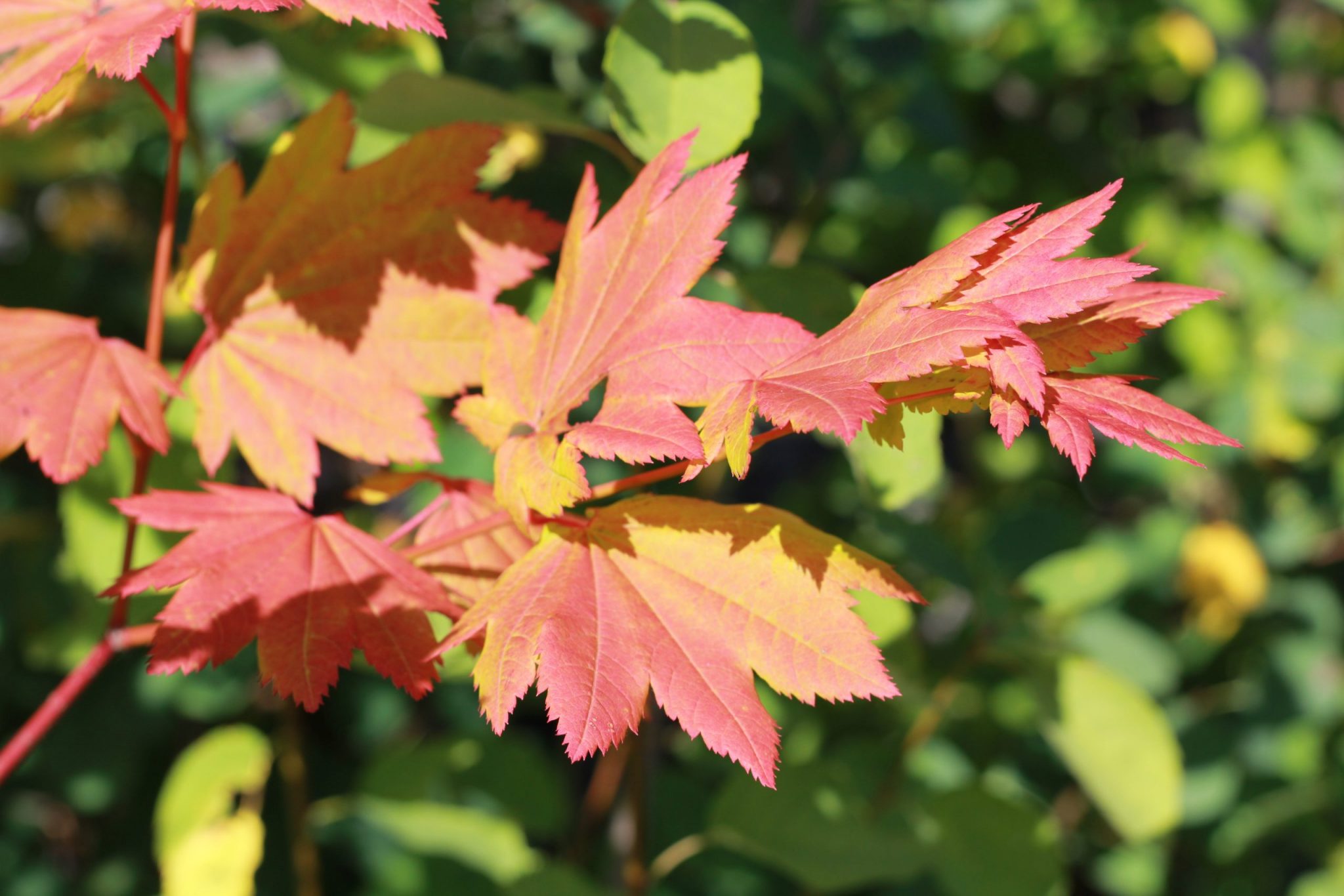 Acer circinatum / Vine Maple - Hima Nursery