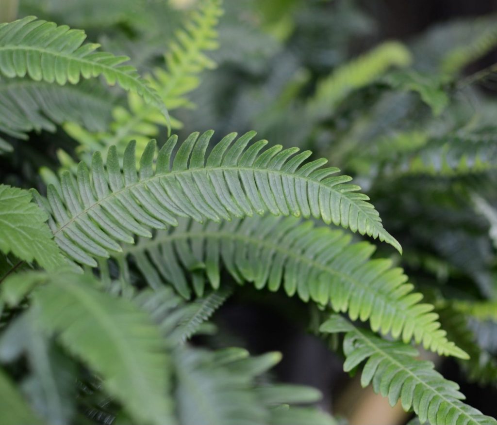 Blechnum spicant / Deer Fern - Hima Nursery