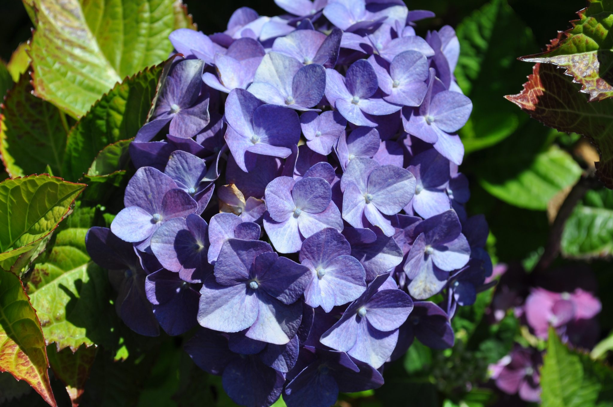 Hydrangea macrophylla 'Nikko Blue' / Nikko Blue Hydrangea - Hima Nursery