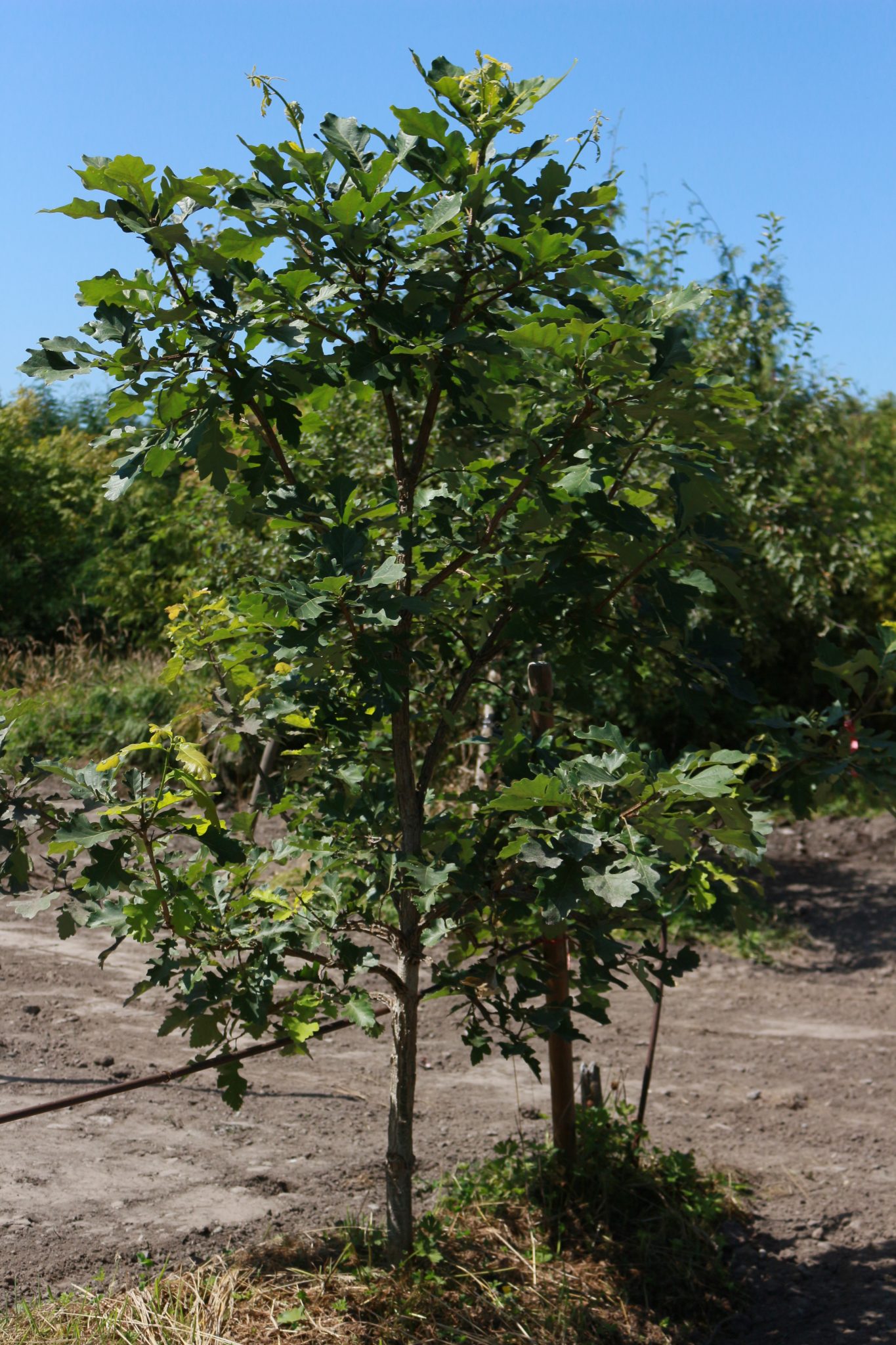 Quercus macrocarpa / Bur Oak - Hima Nursery