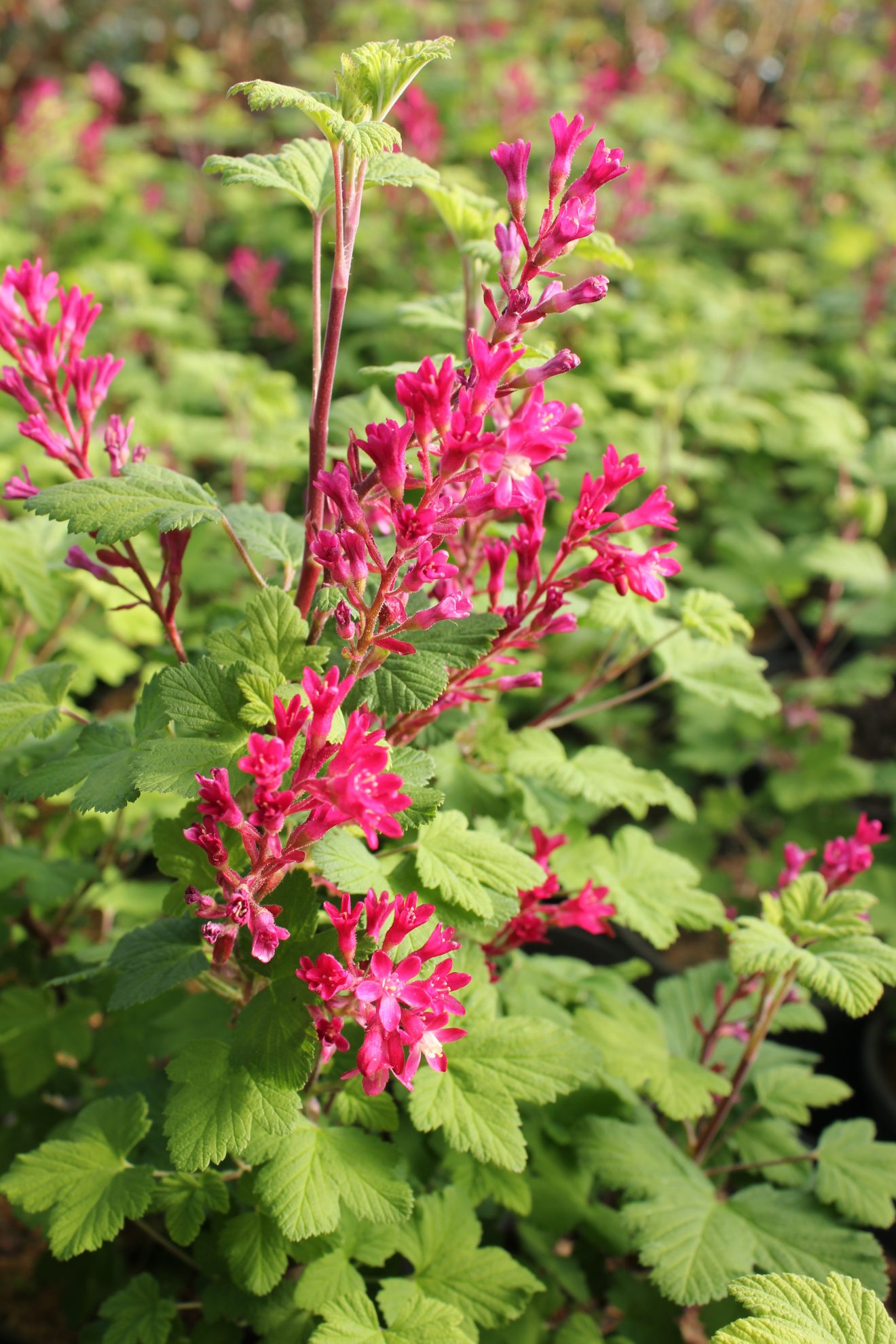 Ribes sanguineum 'King Edward VII' / King Edward VII Red Currant - Hima ...