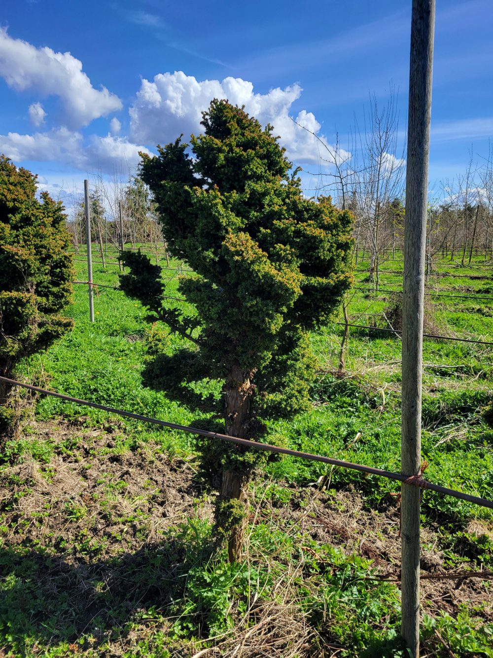 Cryptomeria japonica 'Bandai Sugi' / Bandai Sugi Japanese Cedar - Hima ...