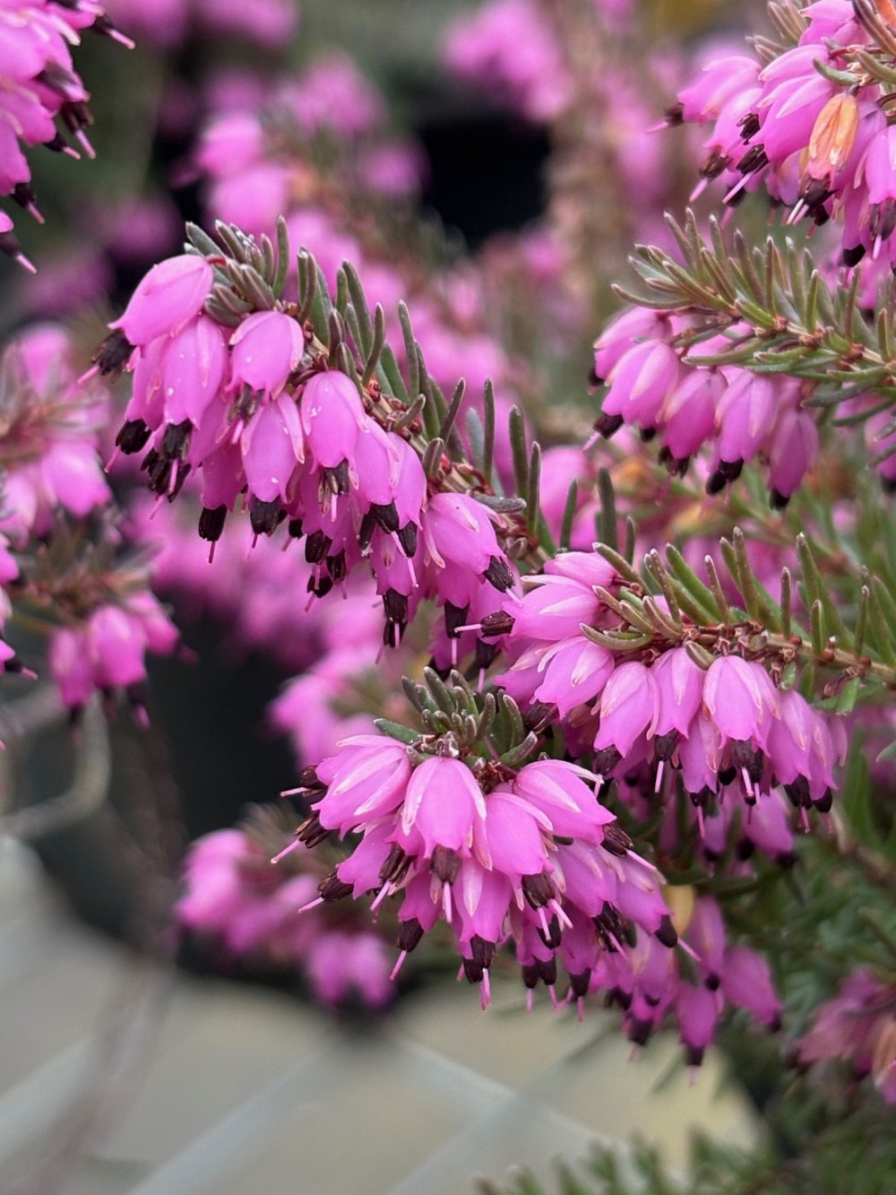 Erica x darleyensis 'Kramer's Red' / Kramer's Red Winter Heather - Hima ...