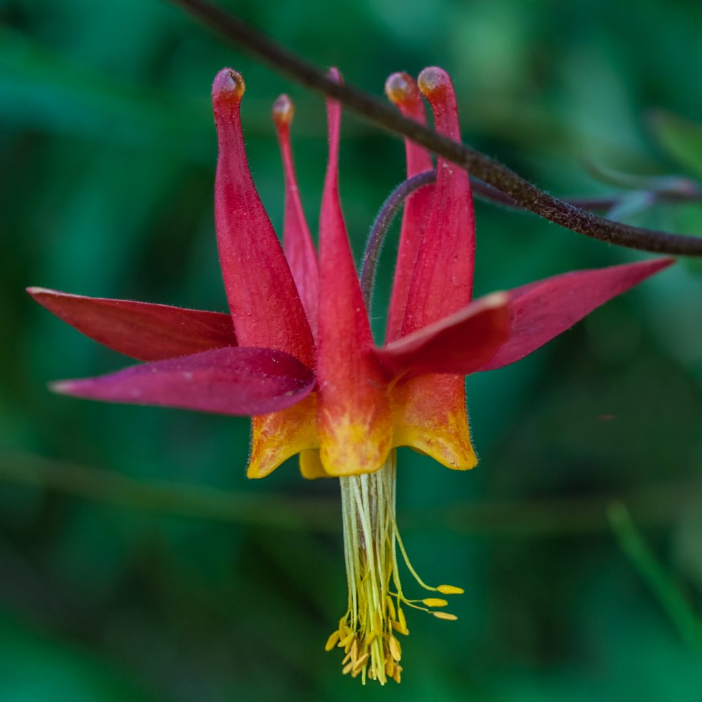 Aquilegia formosa / Western Columbine - Hima Nursery