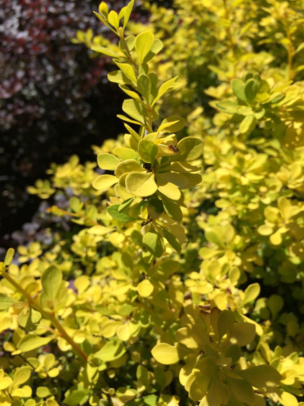 Berberis thunbergii 'Aurea' / Golden Japanese Barberry - Hima Nursery